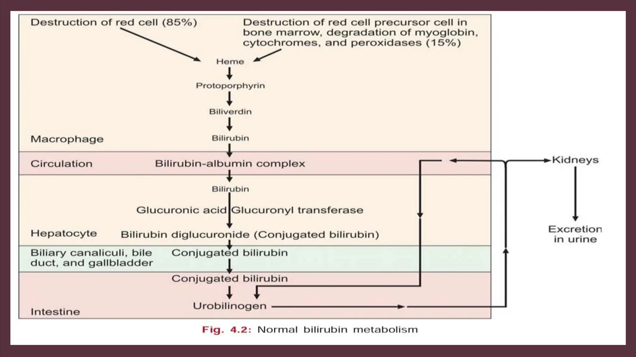 Liver function tests.pptx | PPTX