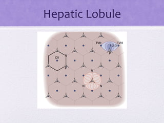 Liver Function Tests | PPT