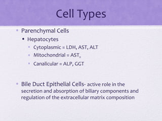 Liver Function Tests | PPT