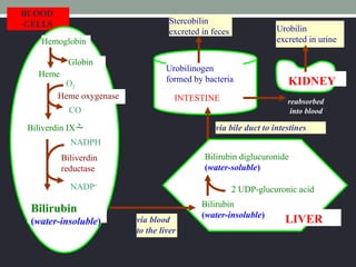 Liver function tests interpretation bilirubin metabolism | PPTX