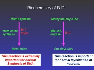 Vitamin B deficiency and Folic acid deficiency Megaloblastic anemias.ppt