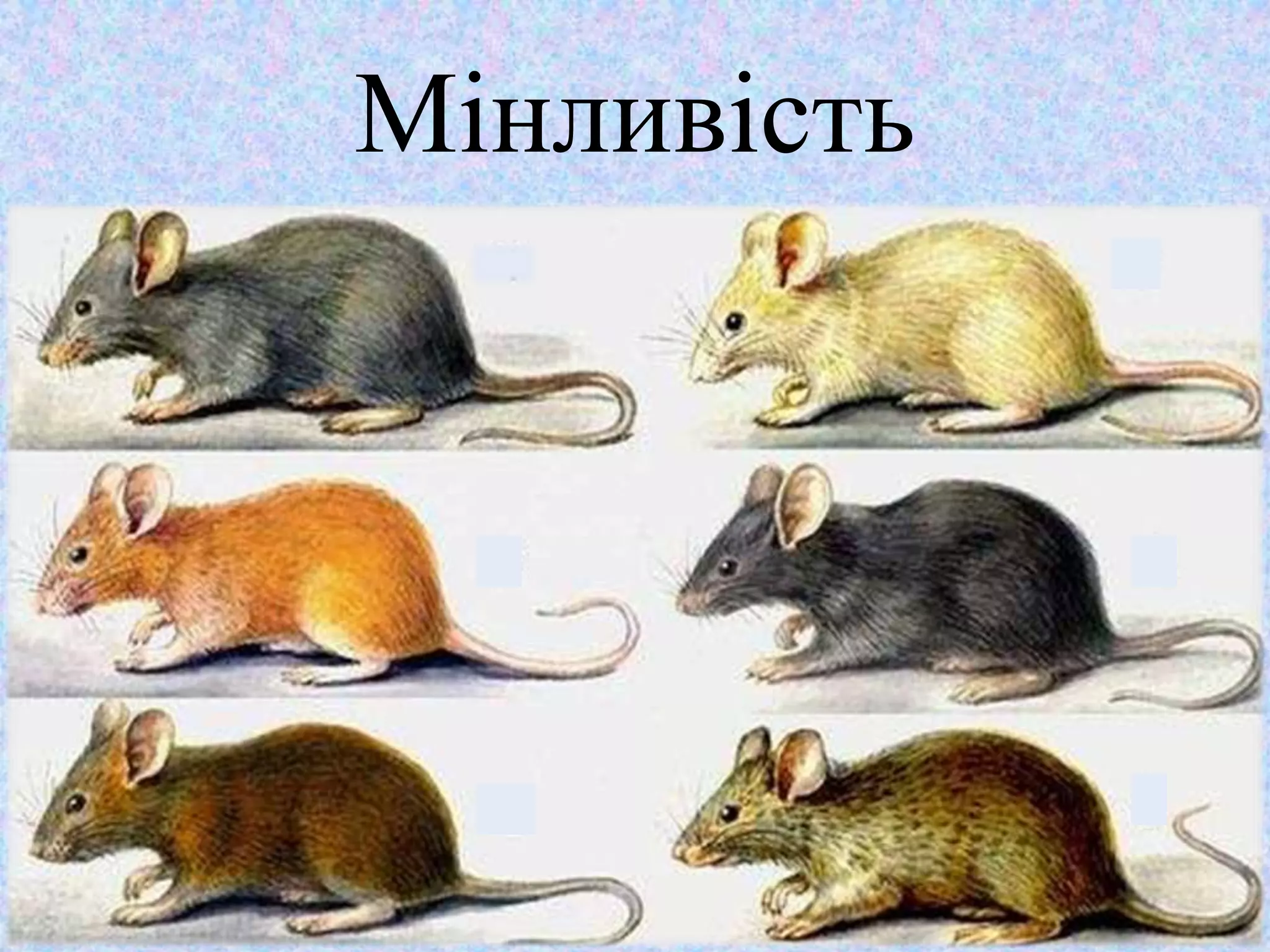 Типи мутацій. Мутагени. | PPT