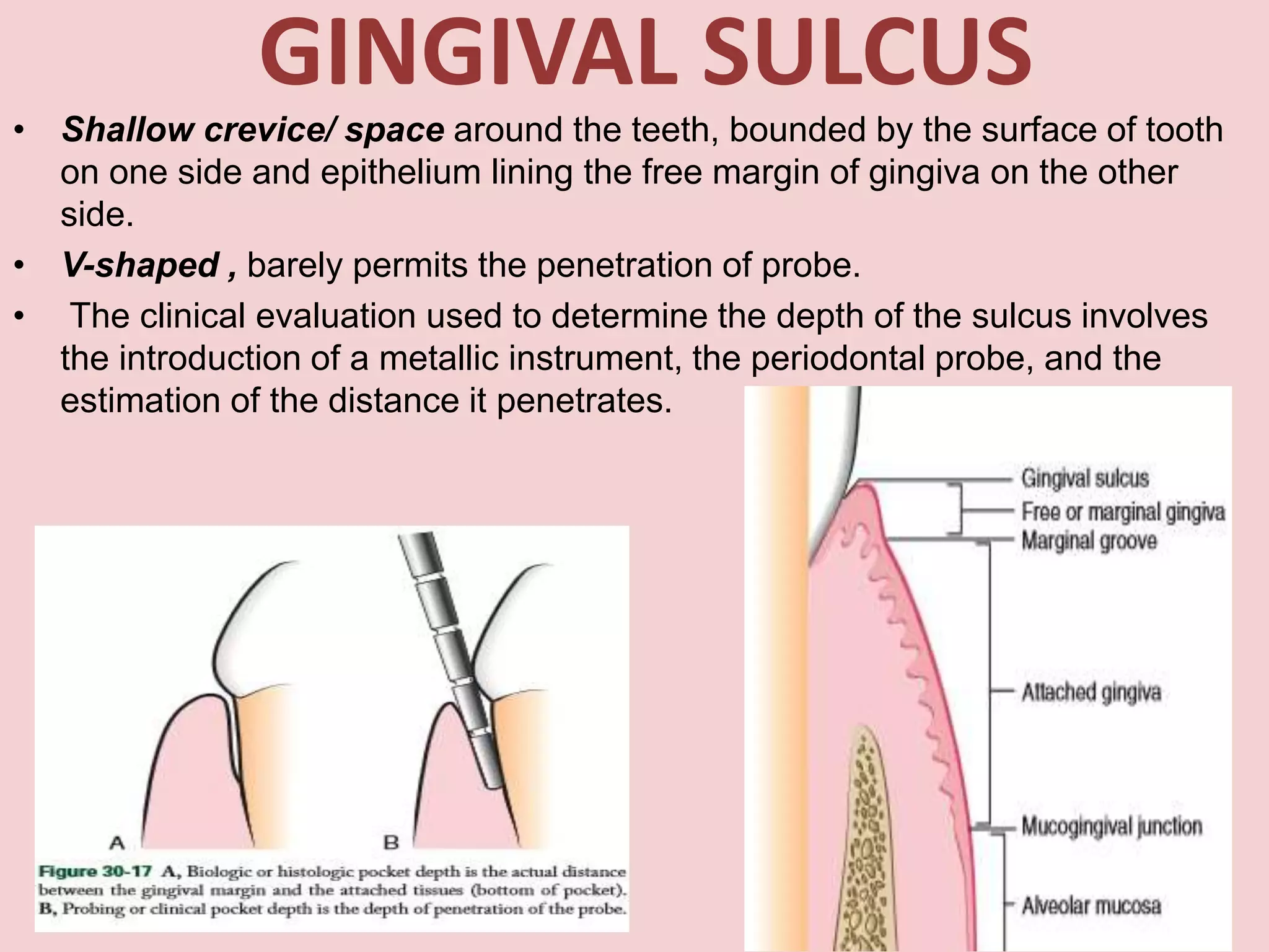 Gingival crevicular fluid | PPTX