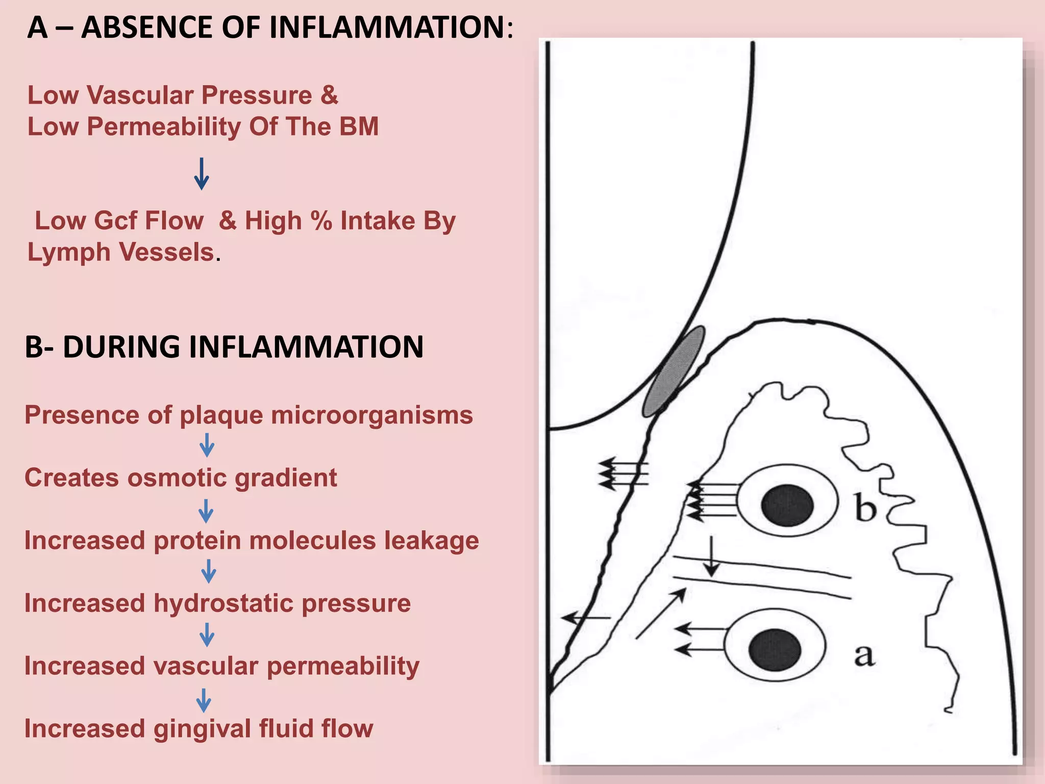 Gingival crevicular fluid | PPTX