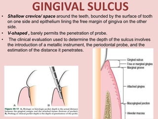 Gingival Sulcus Depth