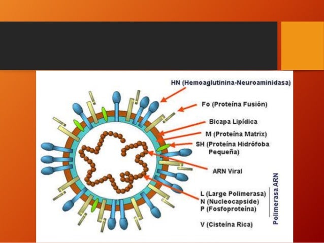 Paramixovirus: microbiología y clínica