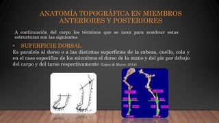 Anatomía Topográfica Comparada | PPTX