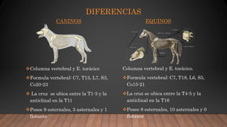 Anatomía Topográfica Comparada | PPTX