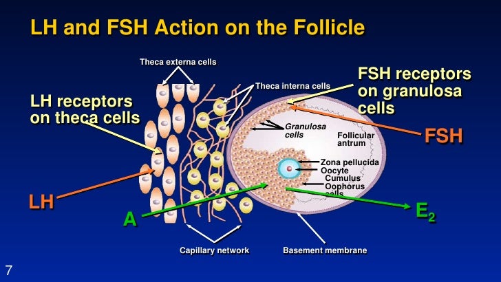 LH hormone in assited reproduction