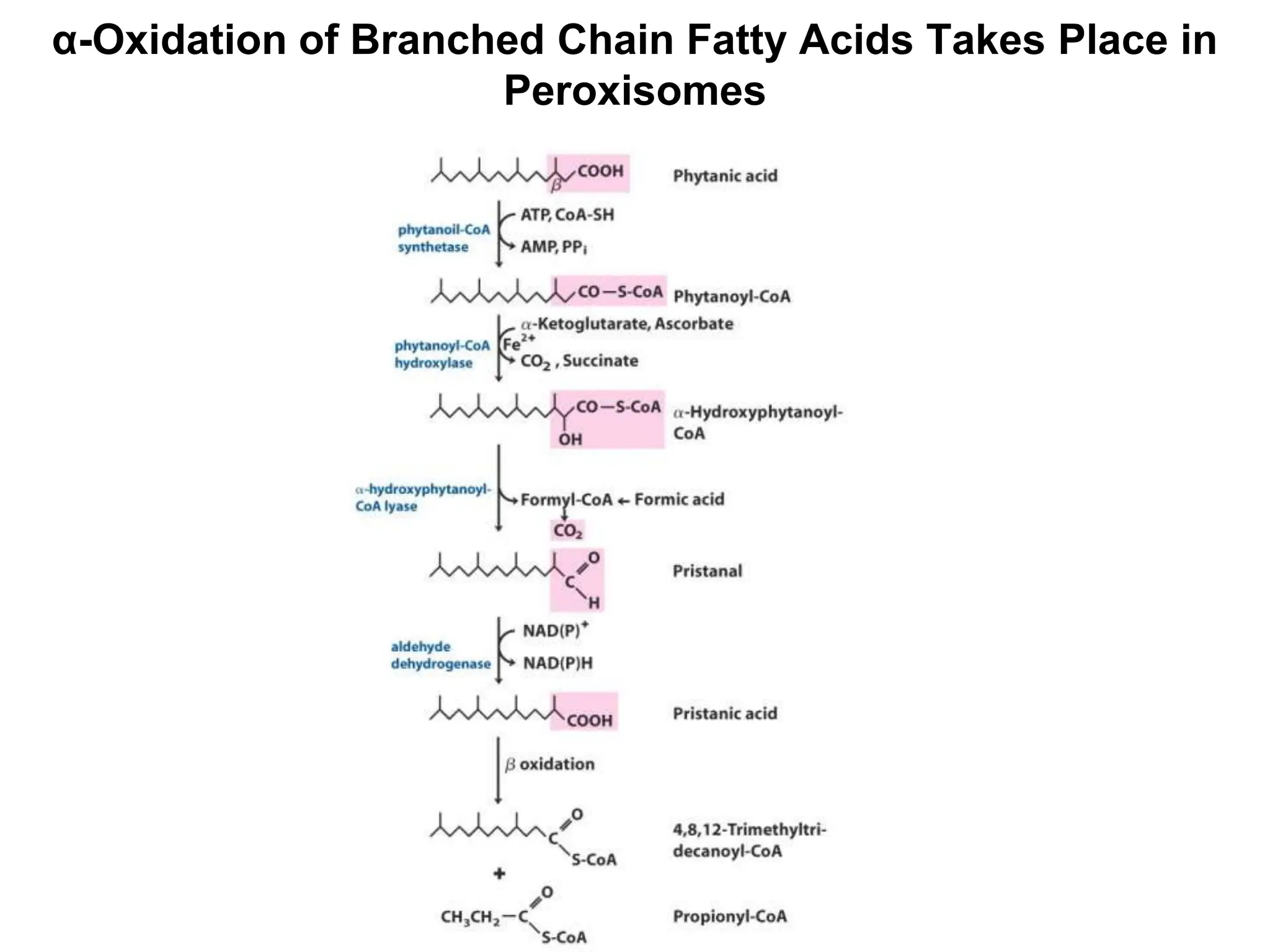 Lehninger_Chapter 17_Fatty acid Oxid.ppt
