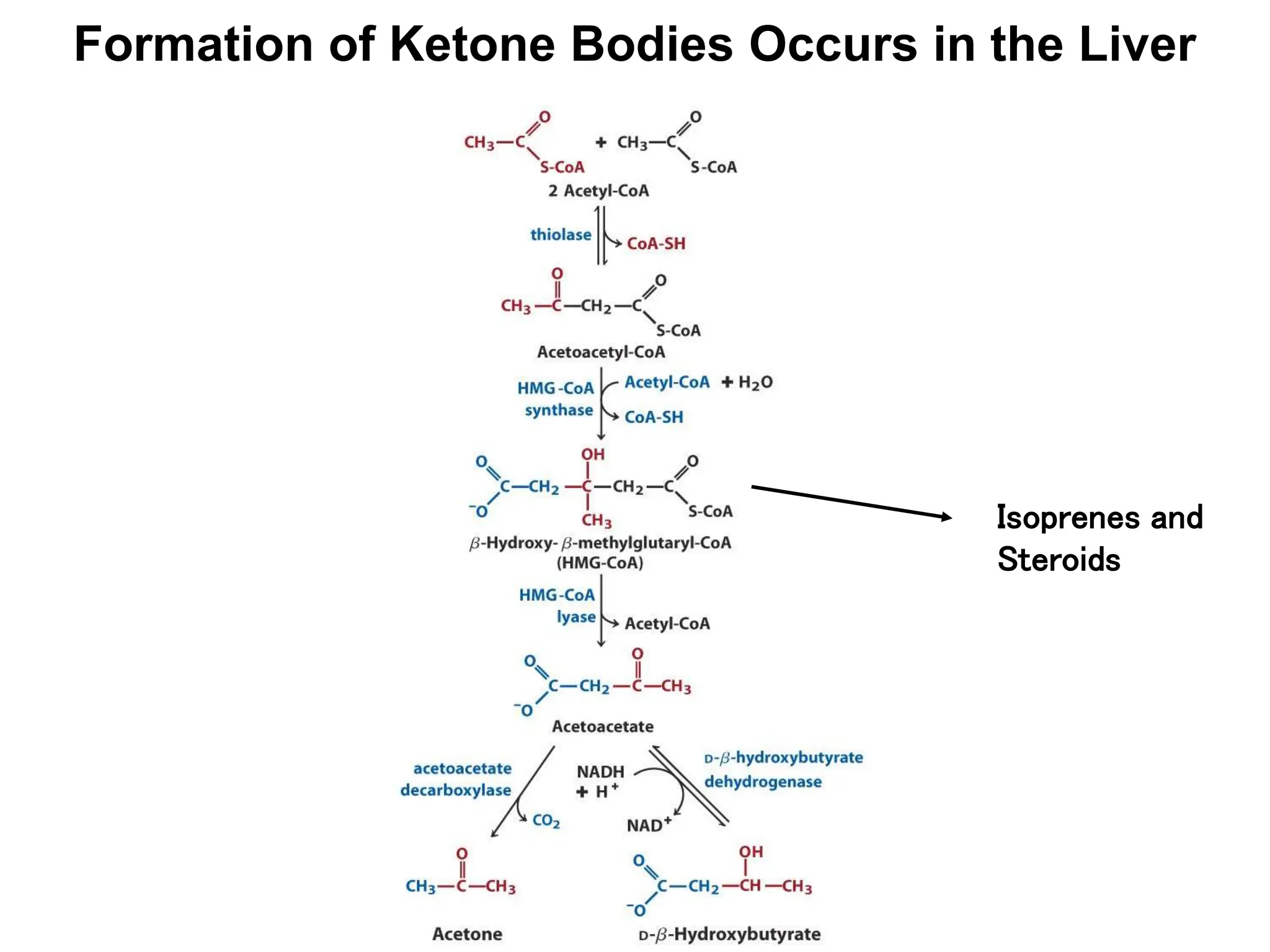 Lehninger_Chapter 17_Fatty acid Oxid.ppt