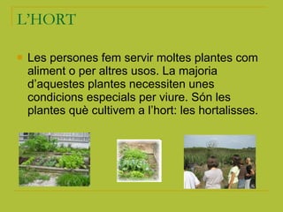 Hort | PPT