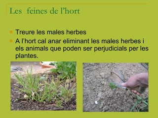 Hort | PPT