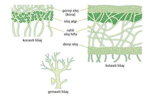 Lišajevi.pptx