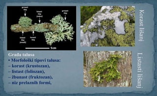 Lišajevi.pptx