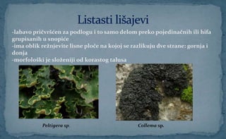 Lišajevi.pptx