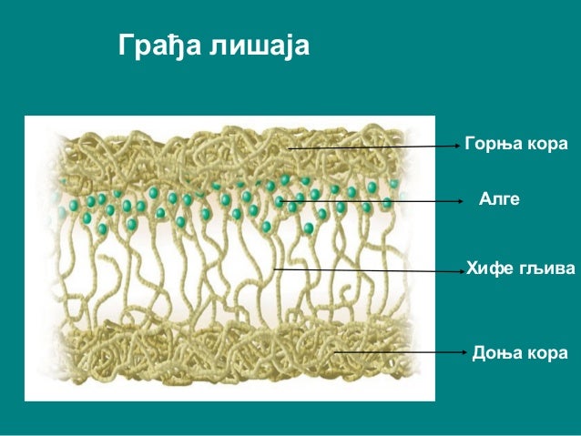 Lišaji