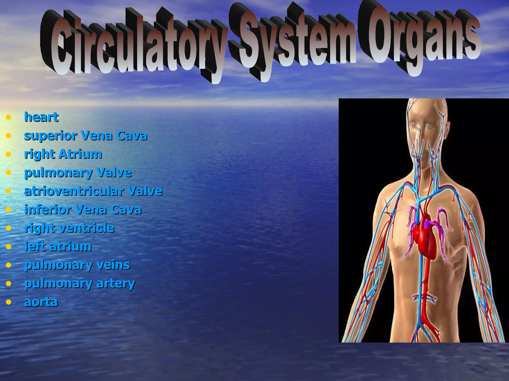 Liam howden the circulatory system | PPT