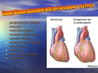 Liam howden the circulatory system | PPT