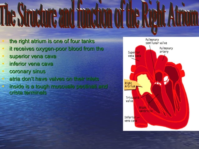 Liam howden the circulatory system | PPT