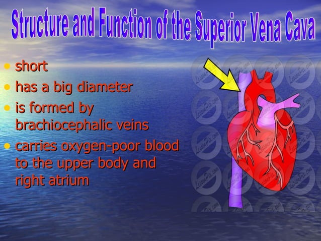 Liam howden the circulatory system | PPT