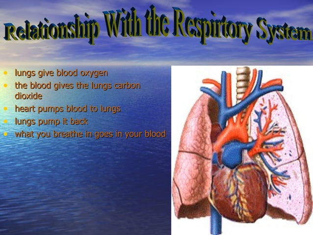 Liam howden the circulatory system | PPT