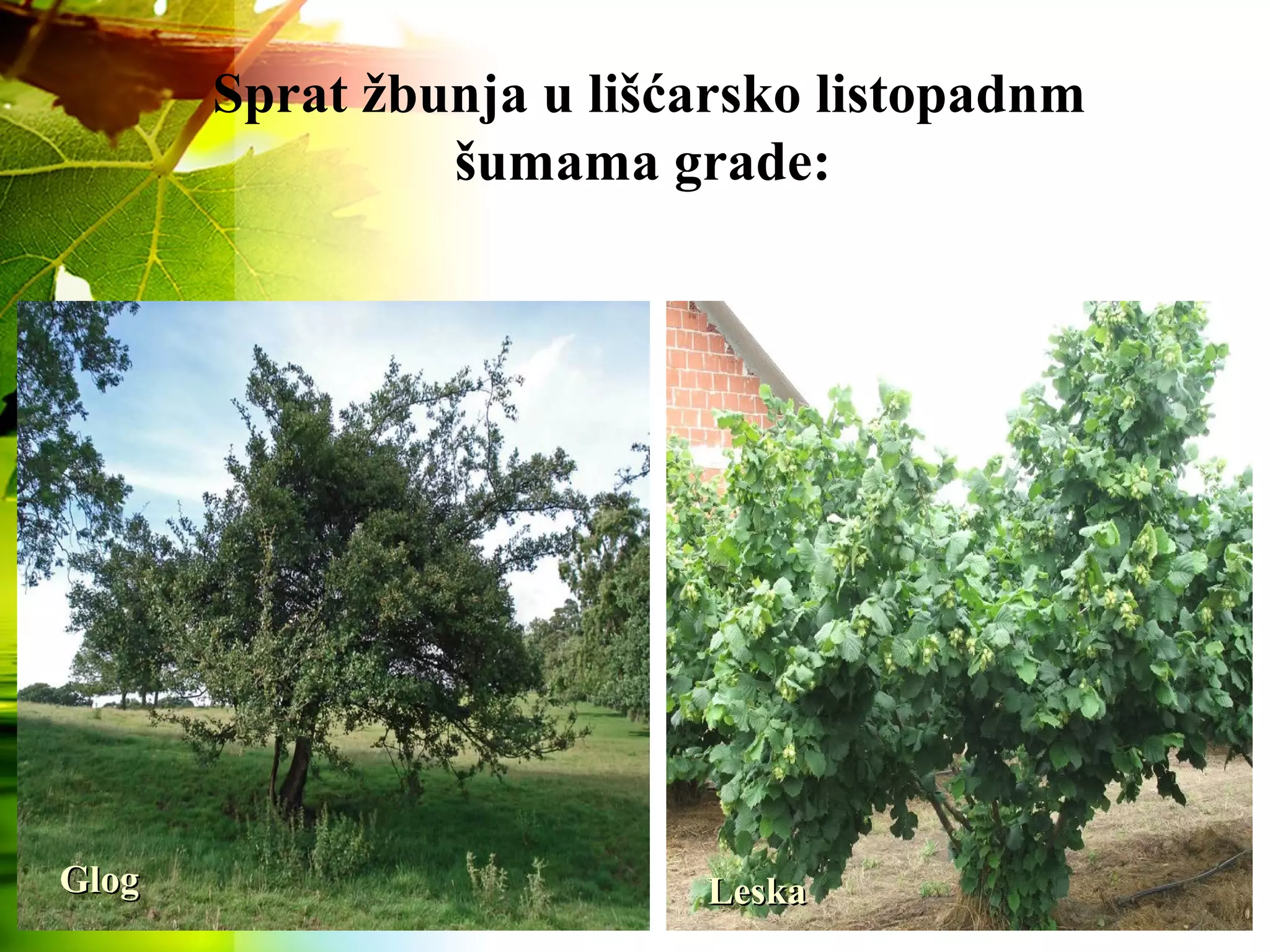 Lišćarske listopadne šume | PPT