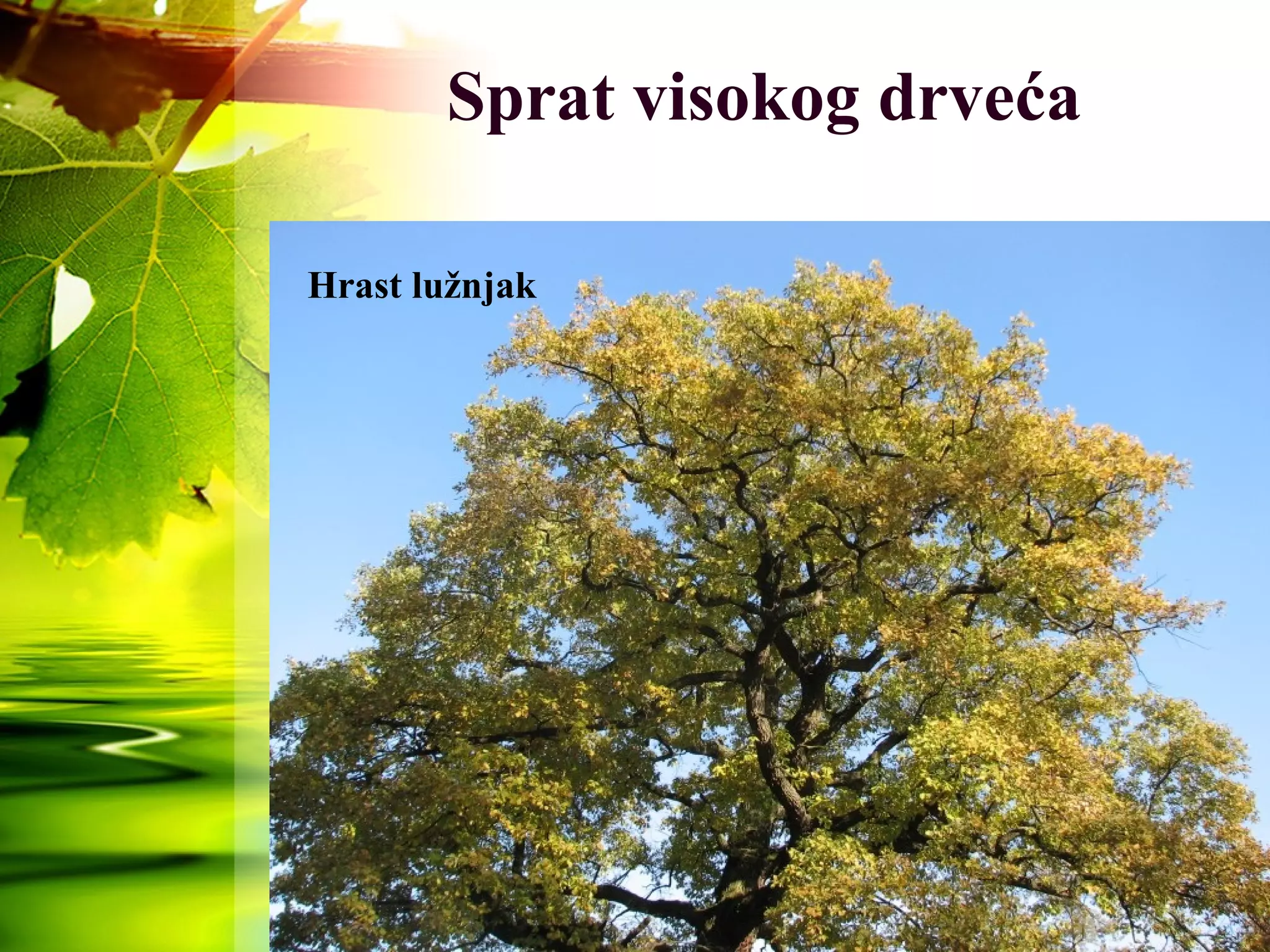 Lišćarske listopadne šume | PPT