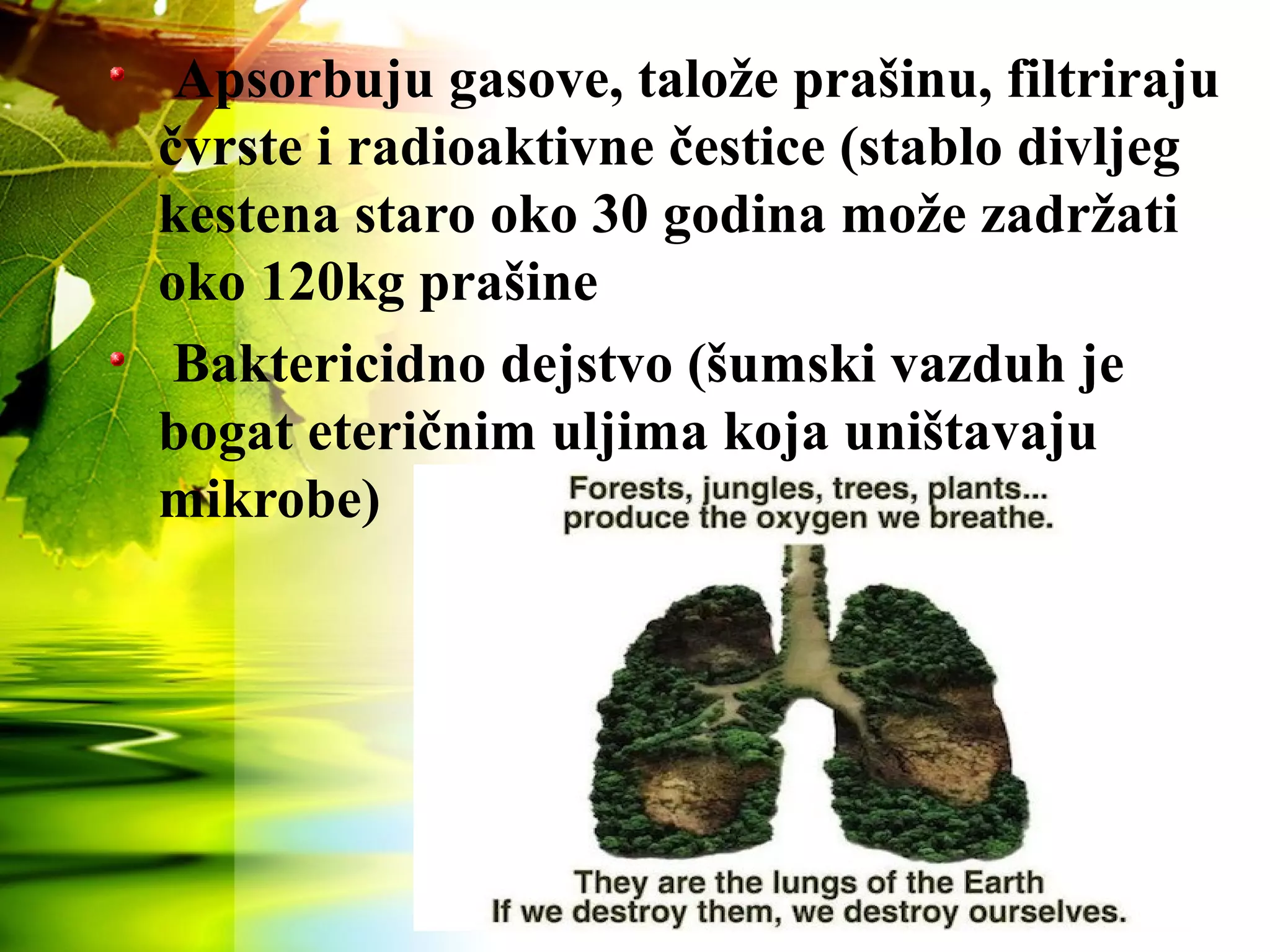 Lišćarske listopadne šume | PPT