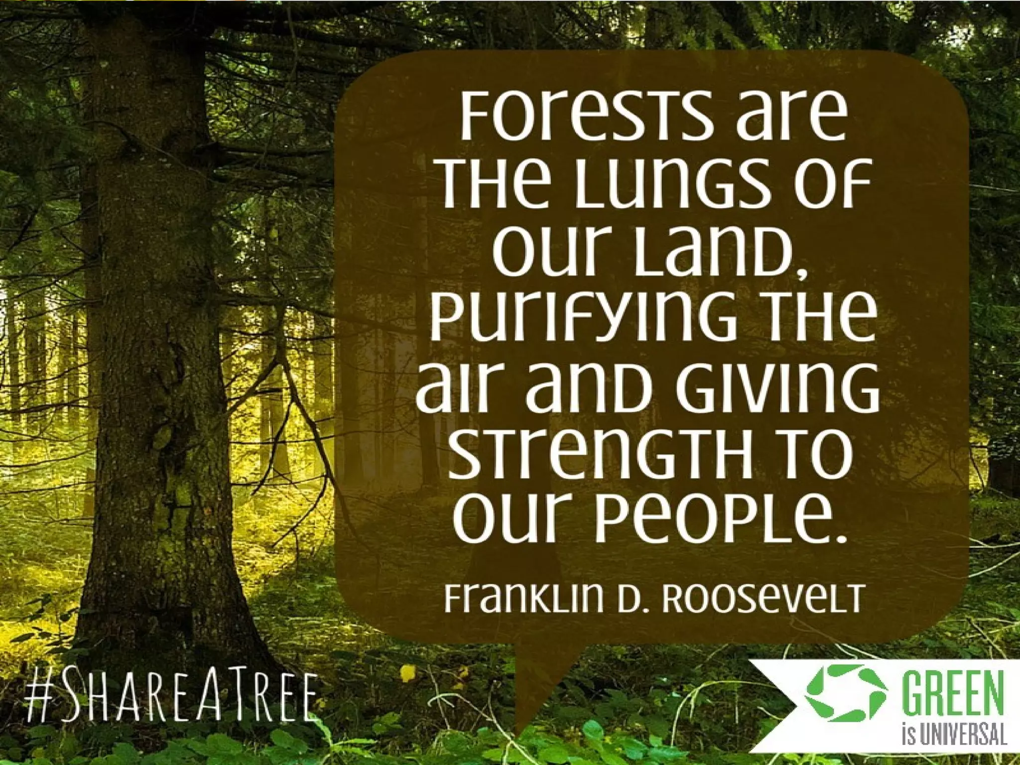 Lišćarske listopadne šume | PPT