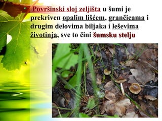 Lišćarske listopadne šume | PPT