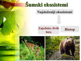 Lišćarske listopadne šume | PPT