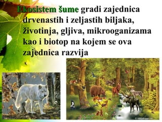 Lišćarske listopadne šume | PPT