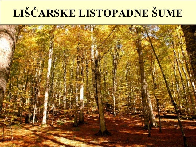 Lišćarske listopadne šume