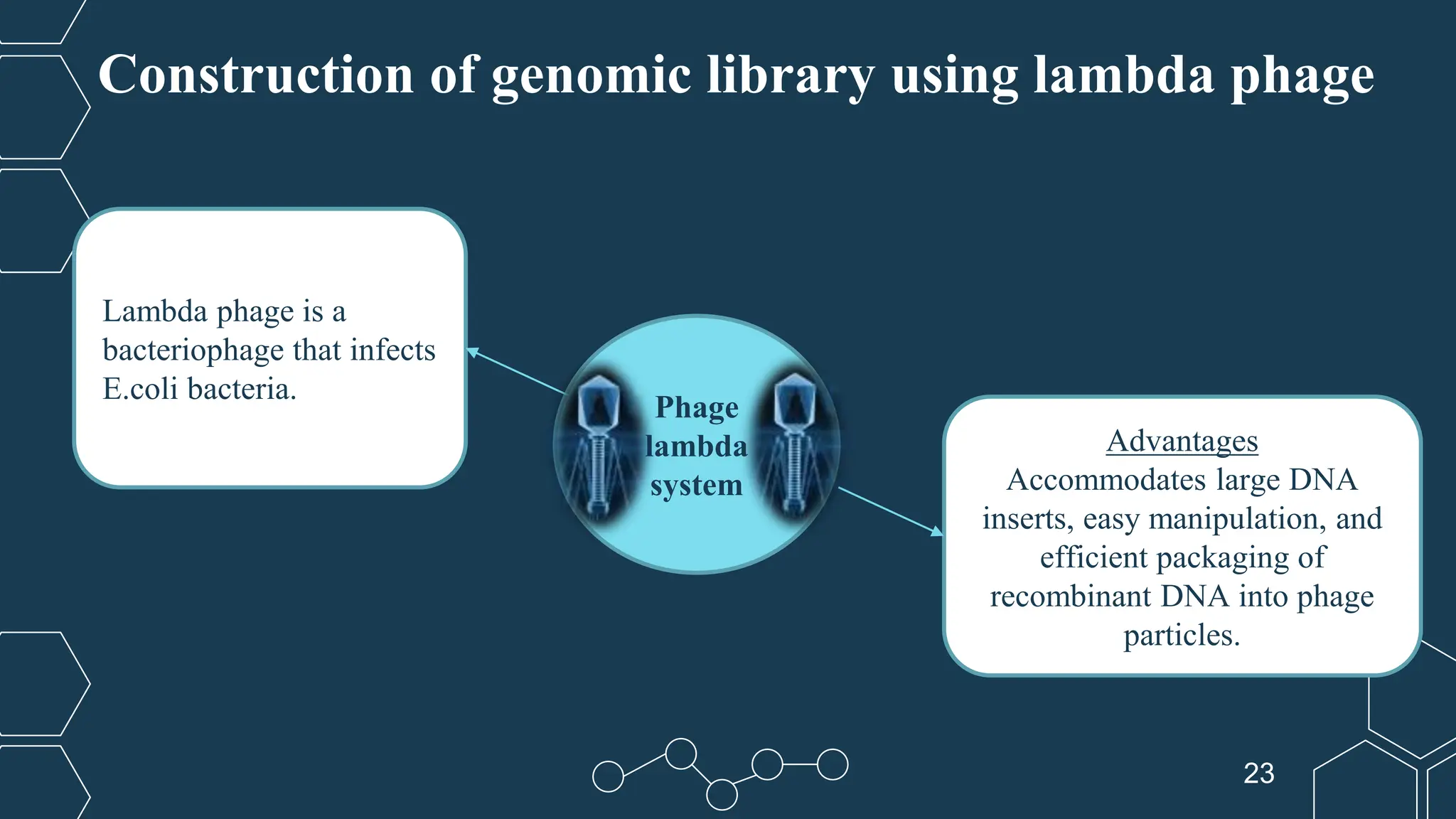 Genomic library construction using lambda. phagepptx | PPT