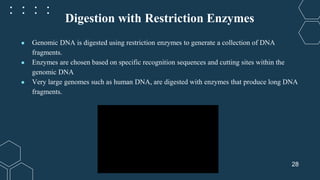 Genomic library construction using lambda. phagepptx | PPT