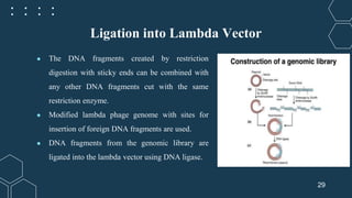Genomic library construction using lambda. phagepptx | PPT