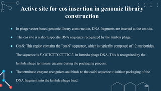 Genomic library construction using lambda. phagepptx | PPTX