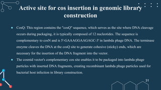 Genomic library construction using lambda. phagepptx | PPT