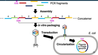 Genomic library construction using lambda. phagepptx | PPT