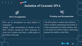 Genomic library construction using lambda. phagepptx | PPT