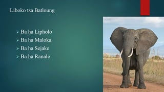 Liboko tsa Basotho.pptx