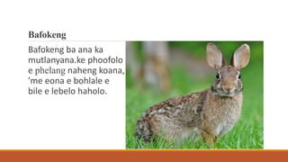 LIBOKO TSA BASOTHO.pptx