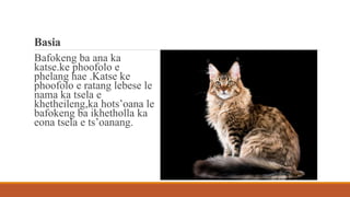 LIBOKO TSA BASOTHO.pptx