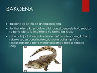 Liboko tsa Basotho .pptx