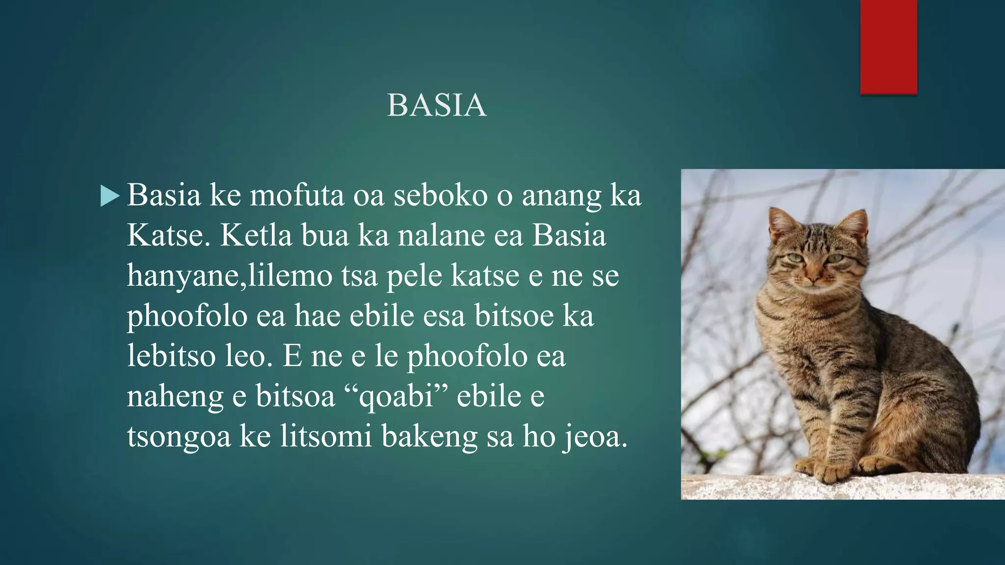 Liboko tsa Basotho.pptx