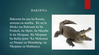 Liboko tsa Basotho.pptx