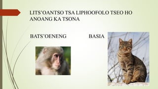 Liboko tsa Basotho | PPTX