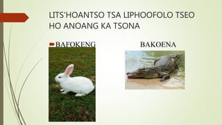 Liboko tsa Basotho | PPTX