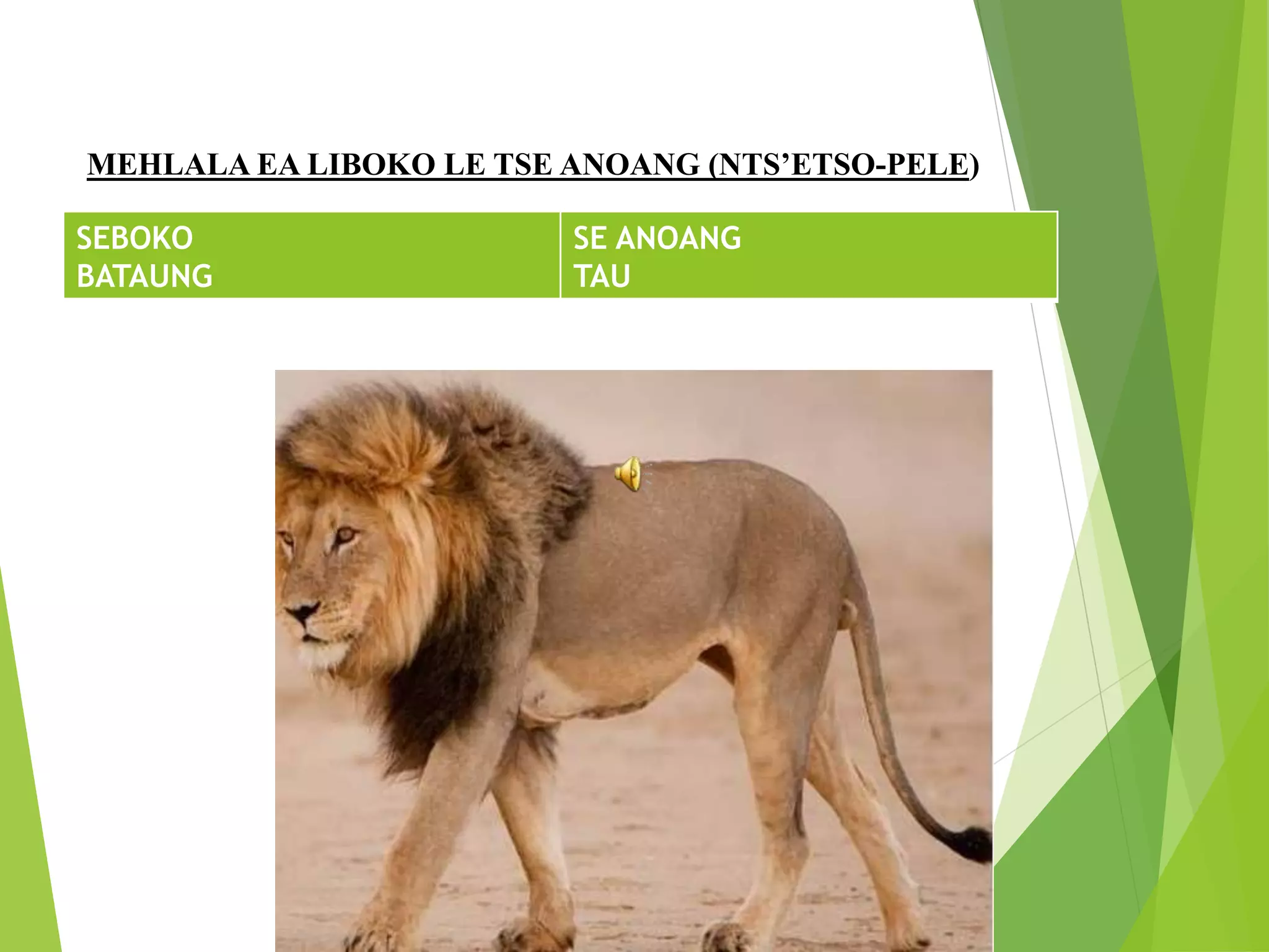 LIBOKO TSA BASOTHO KA NTS'EPENG RAMATS'ELLA.pptx
